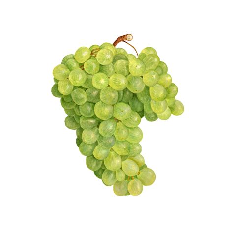 Más De 90 000 Imágenes Gratis De Uva Animada Y Uva Pixabay