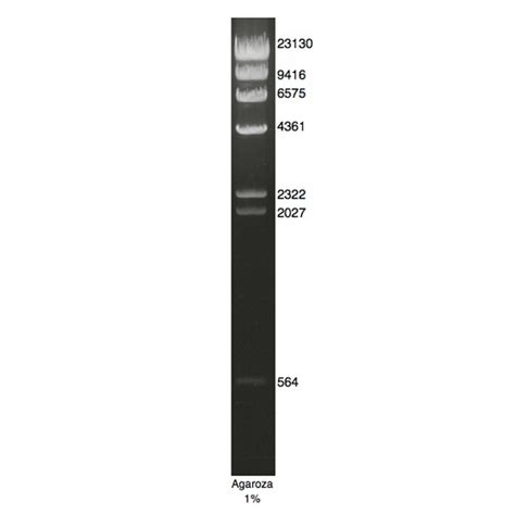 Dna Marker Lambdahind Iii