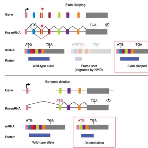PDF Unexpected Consequences Exon Skipping Caused By CRISPR Generated Mutations