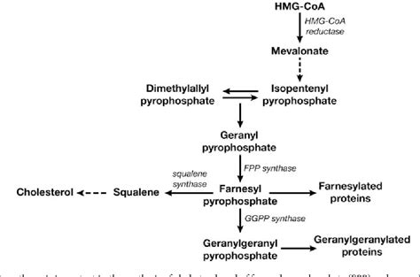 Figure 1 From The Impact Of Menopause On Bone Zoledronic Acid And Implications For Breast