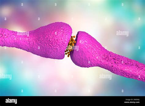 Nerve Synapse Computer Artwork Of A Junction Or Synapse Between Two