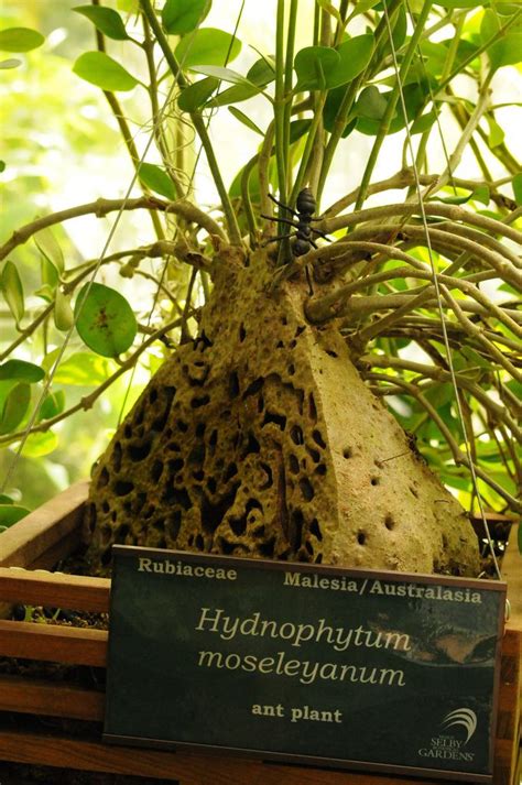 Myrmecophyte Alchetron The Free Social Encyclopedia