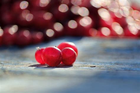 화창한 가을 날에 많은 붉은 열매의 배경에 오래된 거친 나무 파란색 표면에 몇 가지 투명 빨간 크랜베리 수집 된 붉은 크랜베리 태양에서 투명 0명에 대한 스톡 사진 및 기타