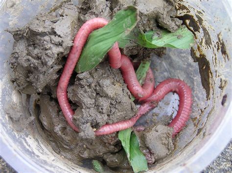 Mangrove Worm