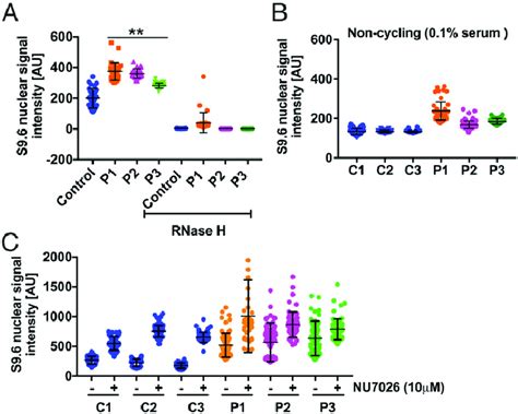 rna dna hybrids r loops accumulate in the nucleus of patient lcls