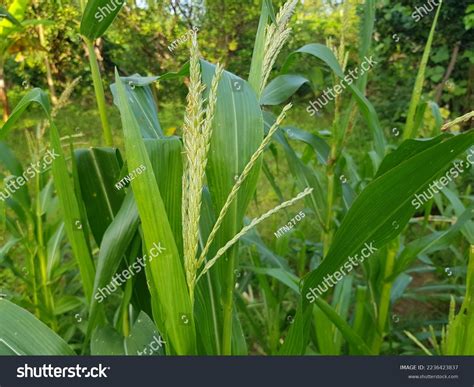 Teosinte Grass