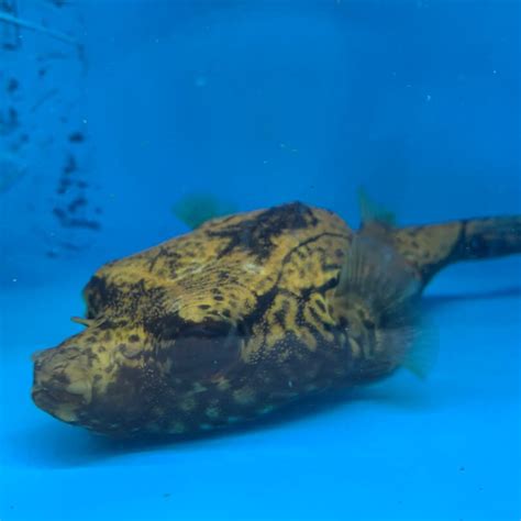 Dragon Puffer Freshwater For Sale Exotic Fish Shop 774 400 4598