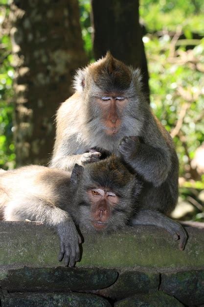 Premium Photo Monkey Grooming Another