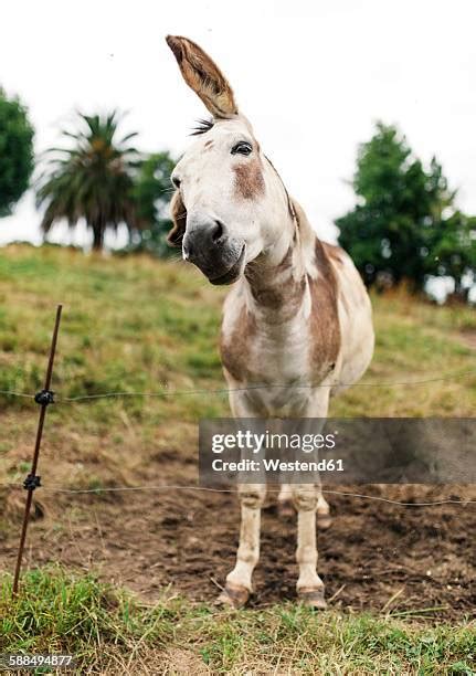 Jackass Animal Photos And Premium High Res Pictures Getty Images