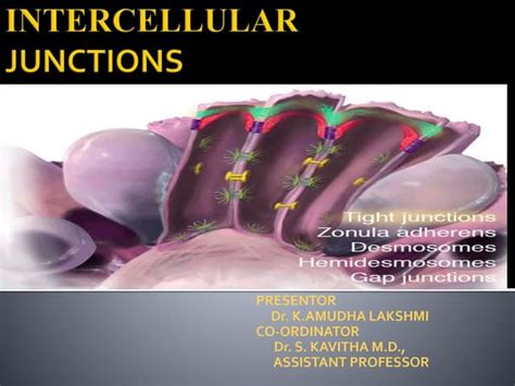 Intracellular Junction Ppt Pptx Genetics Science