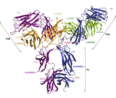 The Imgt Biotechnology Page
