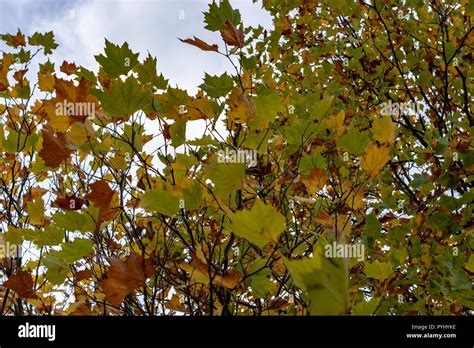 Tree With Yellow Red And Green Leaves Against The Sky Day Stock Photo Alamy