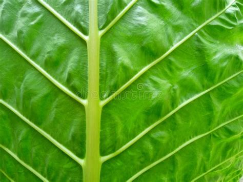 Leaf Texture Background With Leaf Bones Stock Image Image Of Produce Bones 255767269