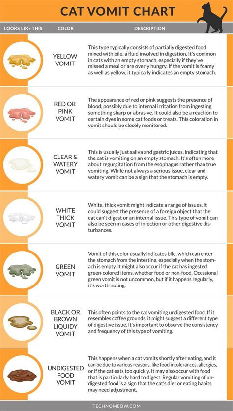 Cat Keeps Throwing Up A Guide To Causes Care And When To Call The Vet Technomeow Cat