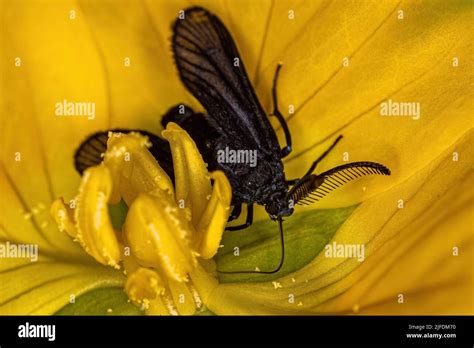 Adult Tiger Moth Of The Tribe Arctiini Stock Photo Alamy