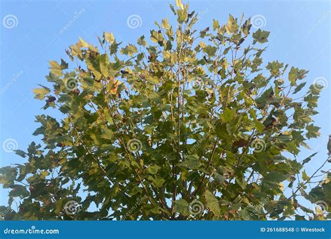 Platanus Acerifolia Hybrid Plane Tree Leaves Background With Blue Sky