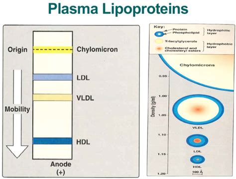 Lipoproteins Flashcards Quizlet