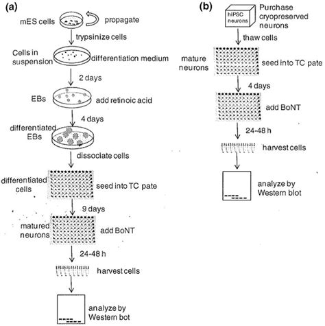 Progress In Cell Based Assays For Botulinum Neurotoxin Detection Pmc