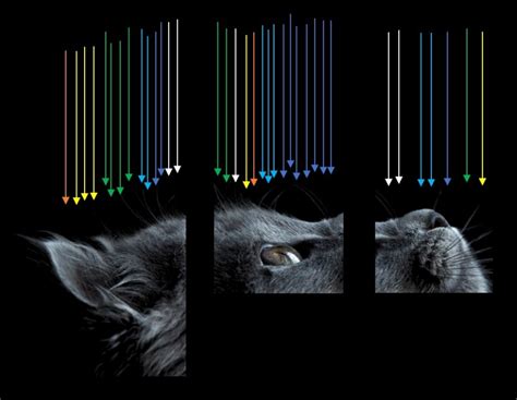 The Conscious Self Classifier