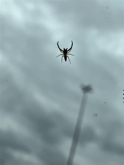 Help Identifying Spider Crab Looking Bug R Whatsthisbug