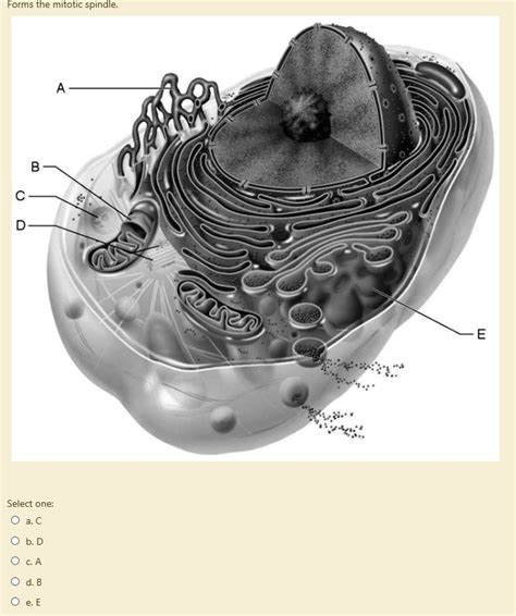 Get Answer Forms The Mitotic Spindle Select One A 69991