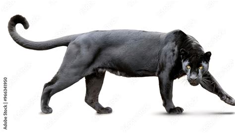 Black Panther Is The Melanistic Color Variant Of The Leopard Panthera