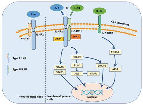 Ijms Free Full Text Involvement Of Il 4 Il 13 And Their Receptors