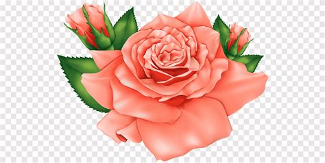 장미 꽃 오렌지 오렌지 꽃 꽃꽂이 Floribunda Png Pngegg