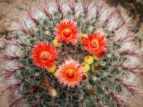 Barrel Cactus With Red And Yellow Flowers In Arizona