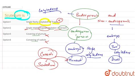[solved] Scutellum Is