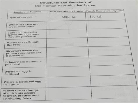 Structures And Functions Of The Human Reproductive System Structure Or Function Male