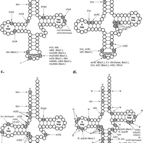 Known Transfer Rna Trna Modifications A Schematic Representation Of