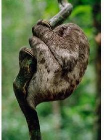 巴西三趾樹懶巴西三趾樹懶是生活在樹上的哺乳動物,由於它行動遲緩,所以有 百科知識中文網 巴西三趾樹懶巴西三趾樹懶是生活在樹上的哺乳動物,由於它行動遲緩,所以有 百科知識中文網