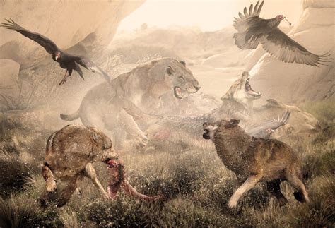 Smilodon Defending Its Kill From Dire Wolves R Naturewasmetal