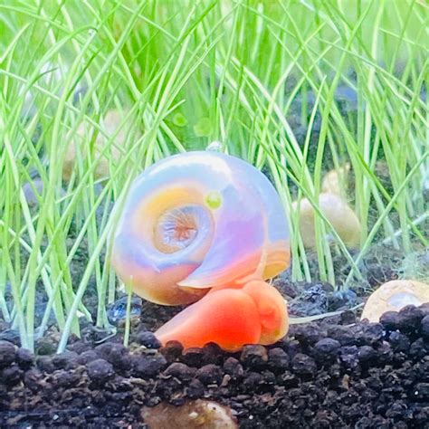 Live Pearl Pink Ramshorn Snail Freshwater Live Aquatic Snails Great