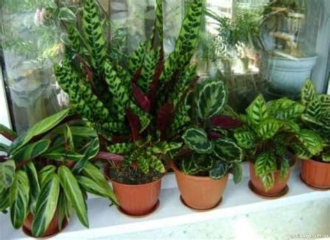 Комнатные растения Семейство Марантовые