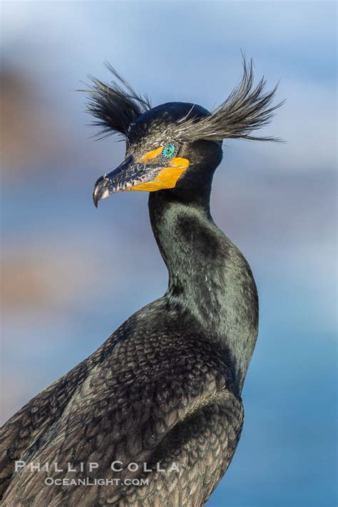 Double Crested Cormorant Nuptial Crests And Breeding Plumage Natural
