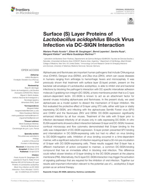 Pdf Surface S Layer Proteins Of Lactobacillus Acidophilus Block