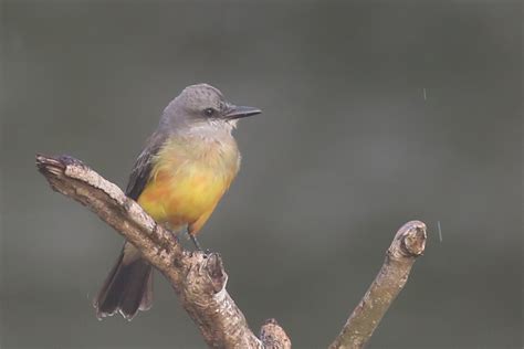 Jon Feenstra Reprorts From Sani Lodge Ecuador A Wings Birding Tours Field Report