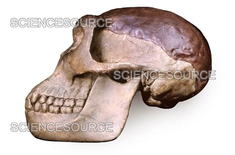 Java Man Homo Erectus Skull Stock Image Science Source Images