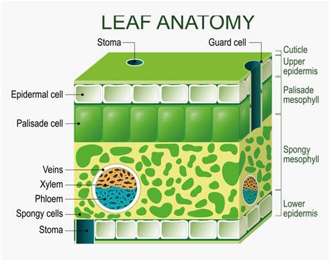 Chloroplast Structure Diagram
