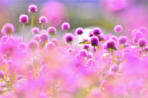 유토이미지 요즘 가을꽃으로 크게 각광받고 있는 천일홍꽃이 천만송이 피어난 나리공원의 환상적이고 아름다운 풍경