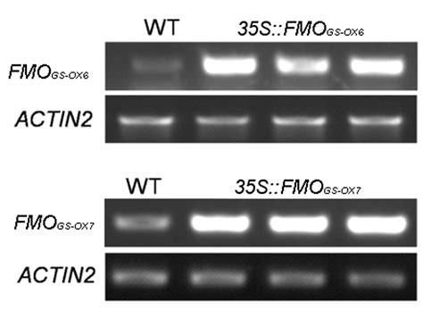 Two Novel Flavin Containing Monooxygenases Involved In Biosynthesis Of Aliphatic Glucosinolates