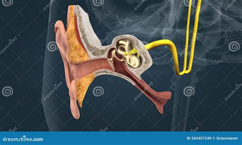 Ear Anatomy External At Barbara Mcdonnell Blog