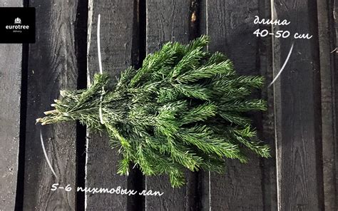 Пихтовый лапник Нордман - Eurotree