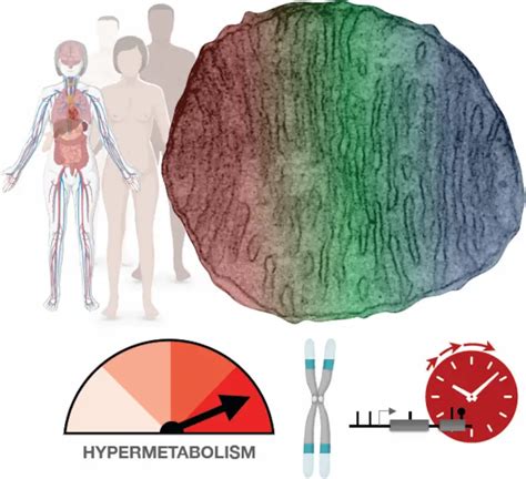 Hypermetabolism An Unexpected Driver Of Biological Aging