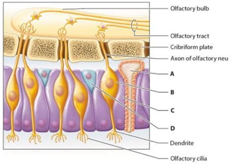 The Stem Cells That Develop Into Olfactory Neurons Are Labeled