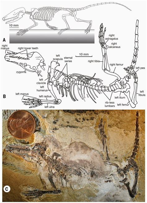 The Dragons Tales Agilodocodon A Jurassic Arboreal Omnivorous Docodont From China The Dragons Tales Agilodocodon A Jurassic Arboreal Omnivorous Docodont From China