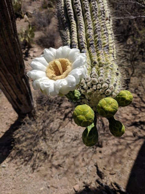 Sunrise Hike In Saguaro National Park Hubpages
