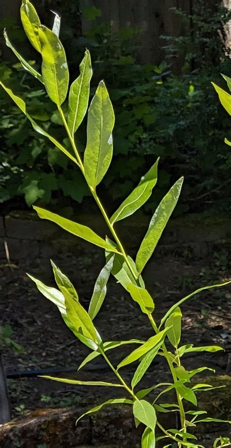 Scoulers Willow Salix Scouleriana Good Year Farms